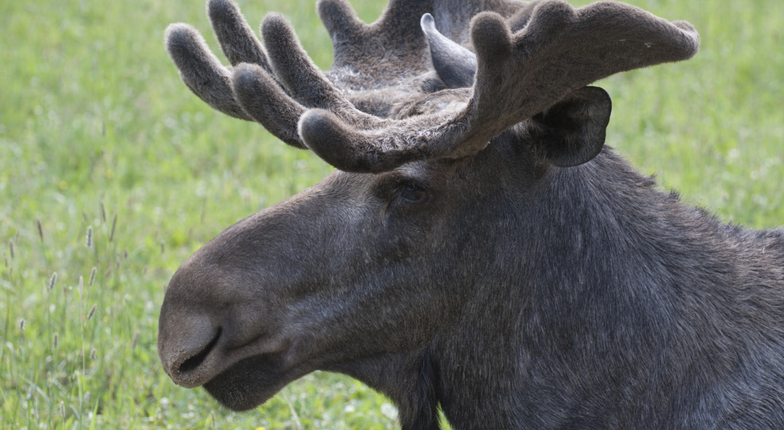 Vilt - Telemark fylkeskommune